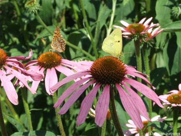 Arboretums of Budapest