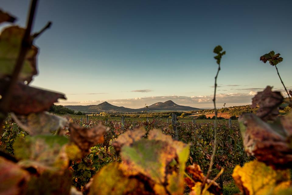 Wine Guide - 8 Balaton Wineries Worth to Visit