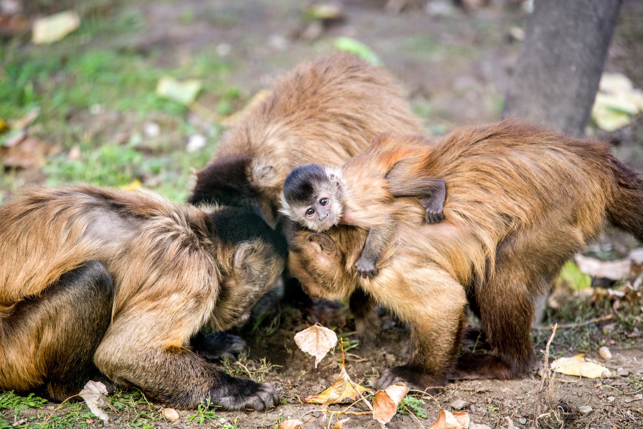 Hétvégi kirándulás a folyók városába: 5 kihagyhatatlan látnivaló Győrben