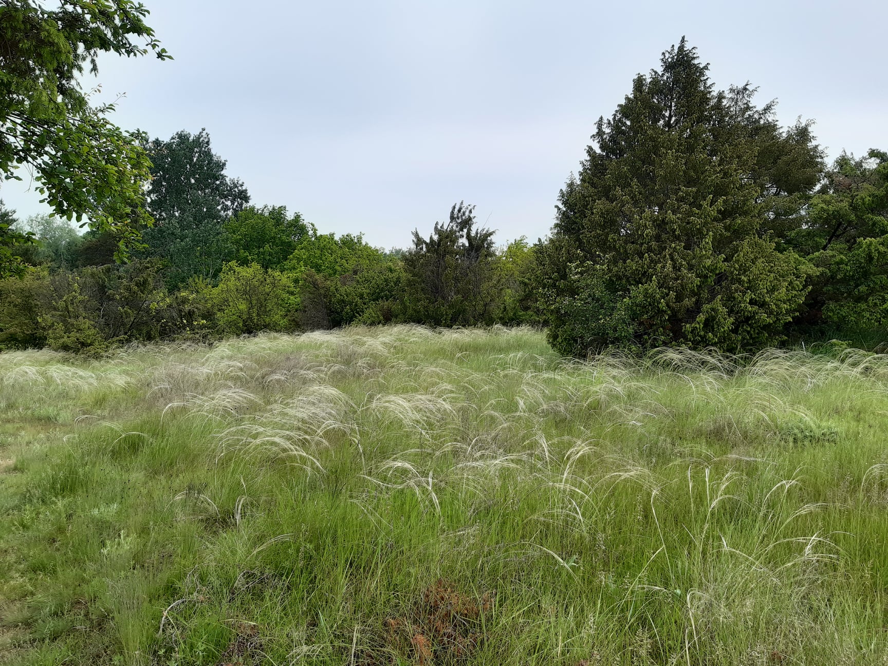 7 elbűvölő botanikus kert hazánkban, ami lélegzetelállító tavasszal