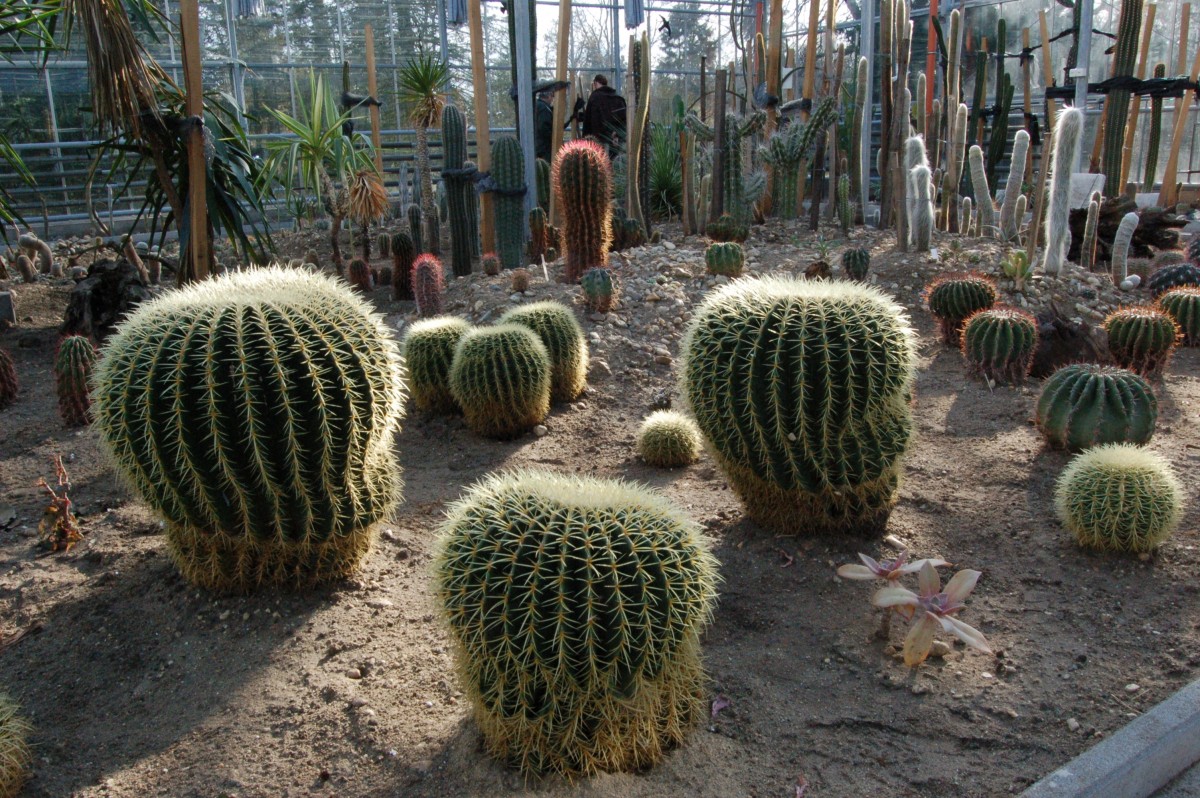7 elbűvölő botanikus kert hazánkban, ami lélegzetelállító tavasszal