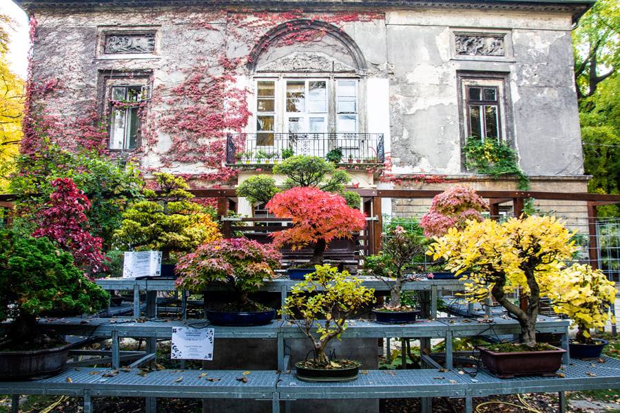 7 elbűvölő botanikus kert hazánkban, ami lélegzetelállító tavasszal