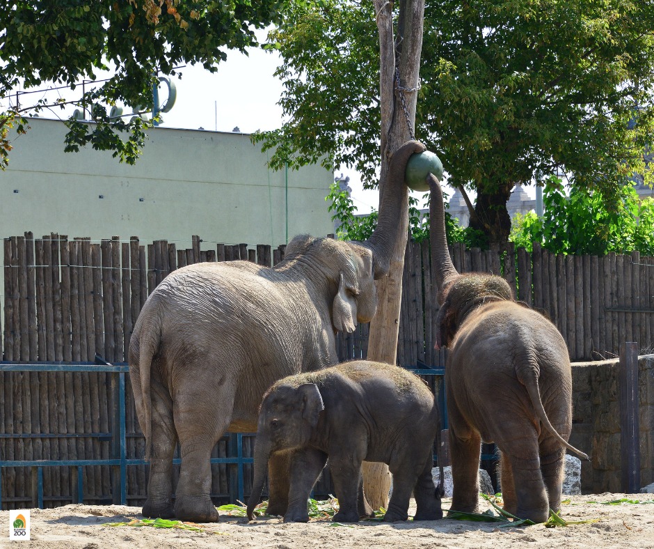 17 vadaspark és állatkert, ami felébreszti a bennünk élő gyermeket