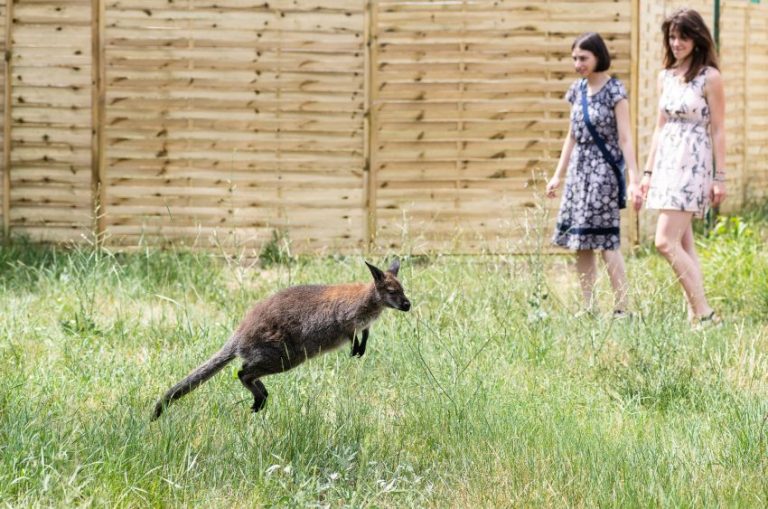 17 vadaspark és állatkert, ami felébreszti a bennünk élő gyermeket