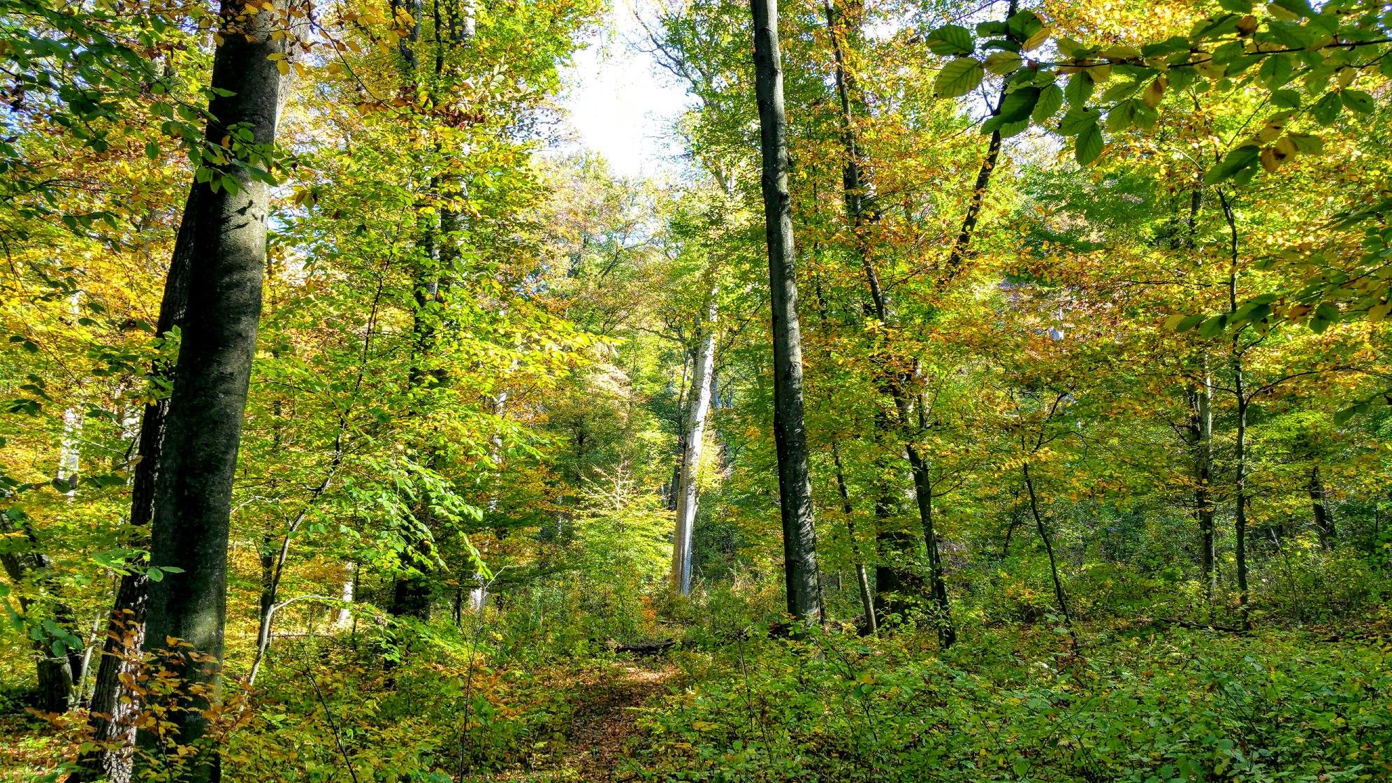 7 lenyűgöző látnivaló a Zselic páratlan szépségű vidékén