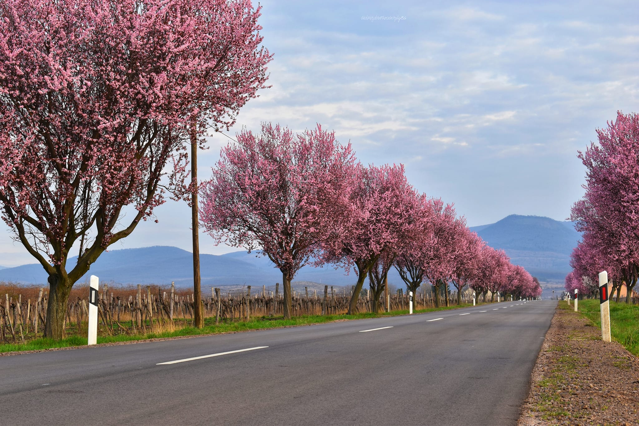 Meseszép látványt nyújtanak a magyar falu virágzó vérszilvafái