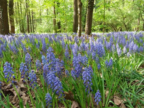27 virágba borult kert és arborétum Budapesten és környékén, ahol ...