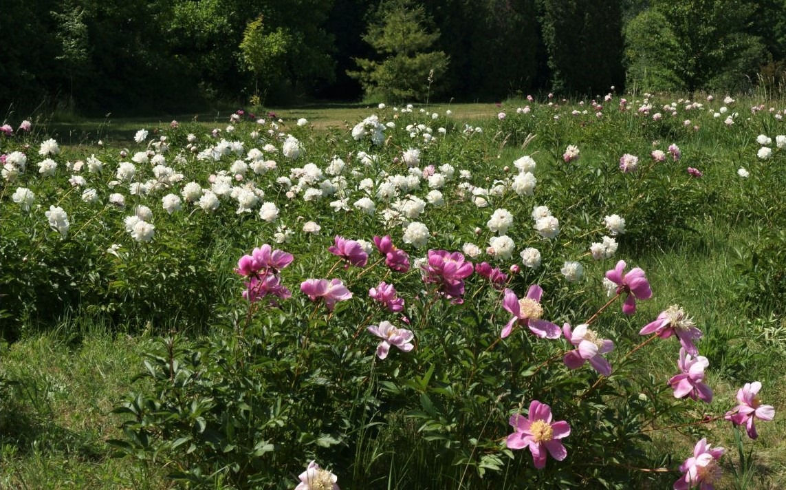 27 virágba borult kert és arborétum Budapesten és környékén, ahol ...
