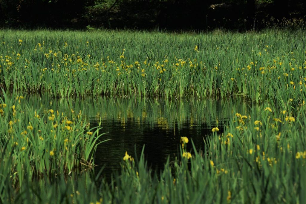 Tavak ölelte Balaton: 7 bűbájos tó a Balaton körül, amit érdemes felfedezni