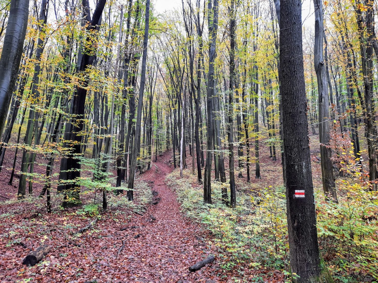 Várról várra a Mecsekben: Lenyűgöző túraútvonalak fedik fel a hegység ...