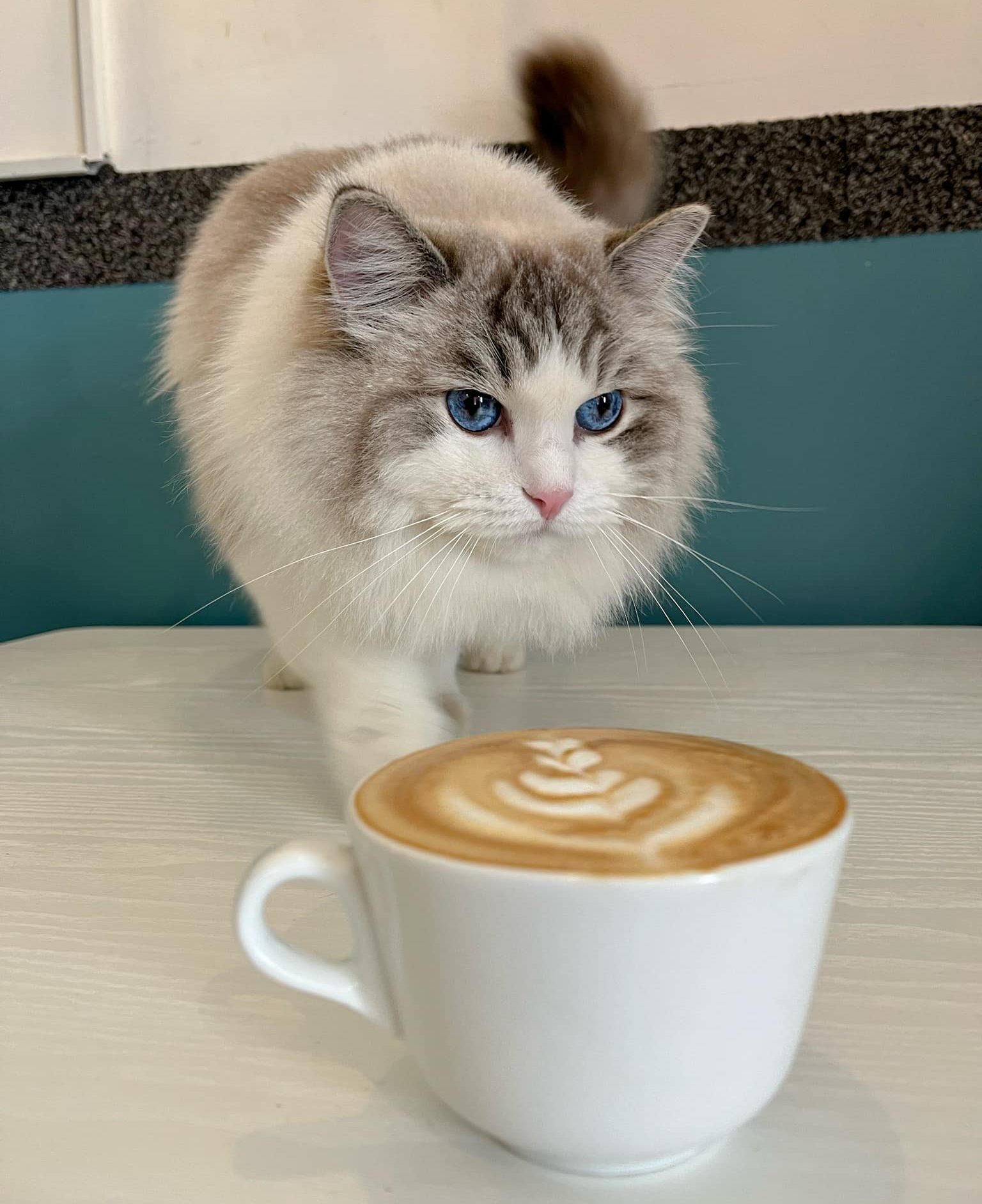 6 imádnivaló macskás kávézó szerte az országban, ahol a kávé mellé ...